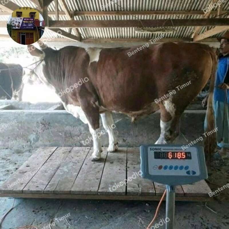 Jual Timbangan Sapi 2 Ton Sonic A1x Auto Hold Model Loadbar Di Seller ...