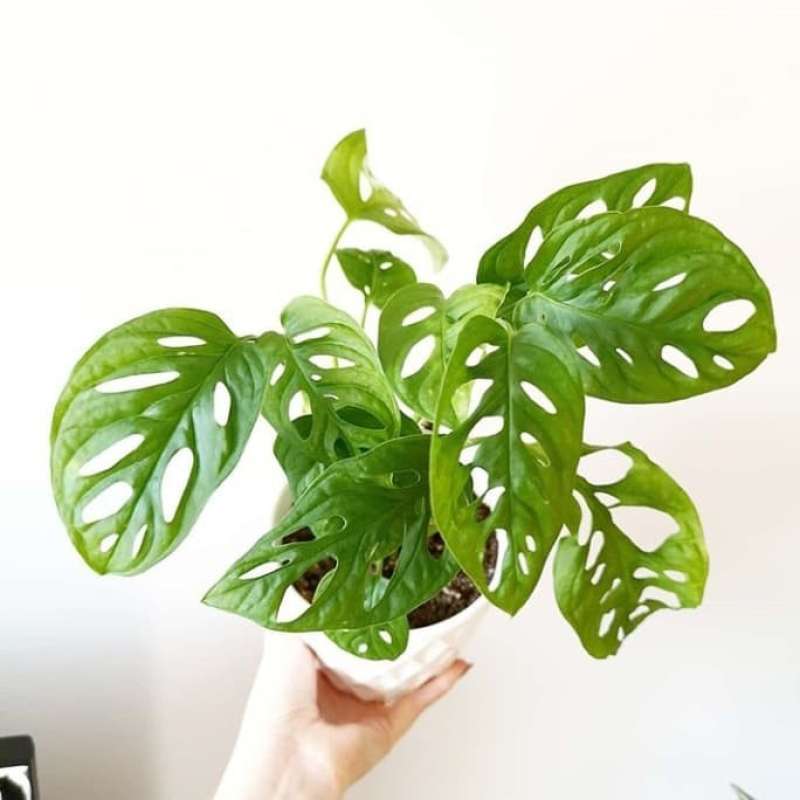 Promo TANAMAN HIAS MONSTERA ADANSONII / PLANT JANDA BOLONG RIMBUN + POT ...