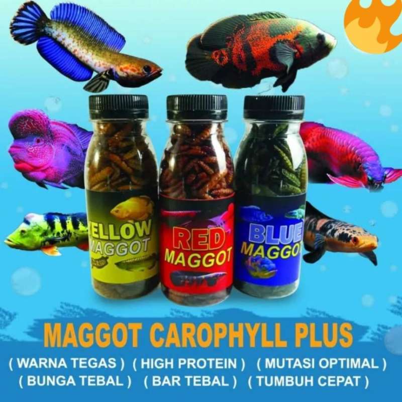 Jual Maggot Kering Carophyll Blue Yellow Red / Maggot Kering / Pakan ...