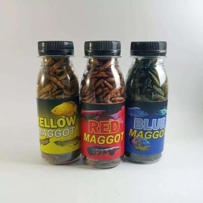 Jual Maggot Kering Carophyll Blue Yellow Red / Maggot Kering / Pakan ...
