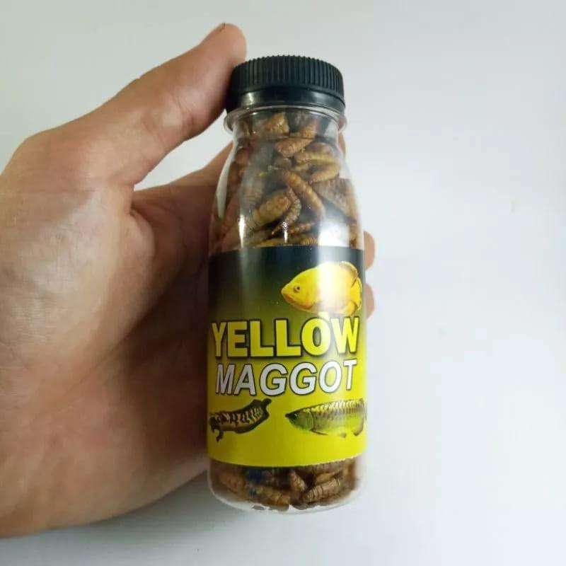 Jual Maggot Kering Carophyll Blue Yellow Red / Maggot Kering / Pakan ...