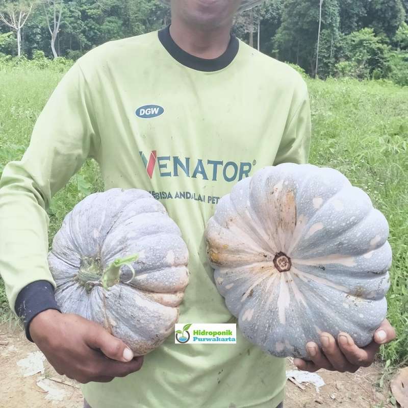 Jual Benih Labu Hibrida SUPRIM F1 Isi 10 Gram Cap Bintang Asia PT Benih ...