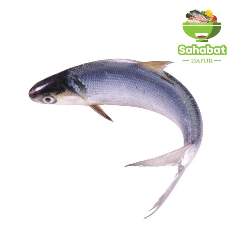 Jual Ikan Bandeng Besar Segar 1 Kg - Sahabatdapur di Seller ...
