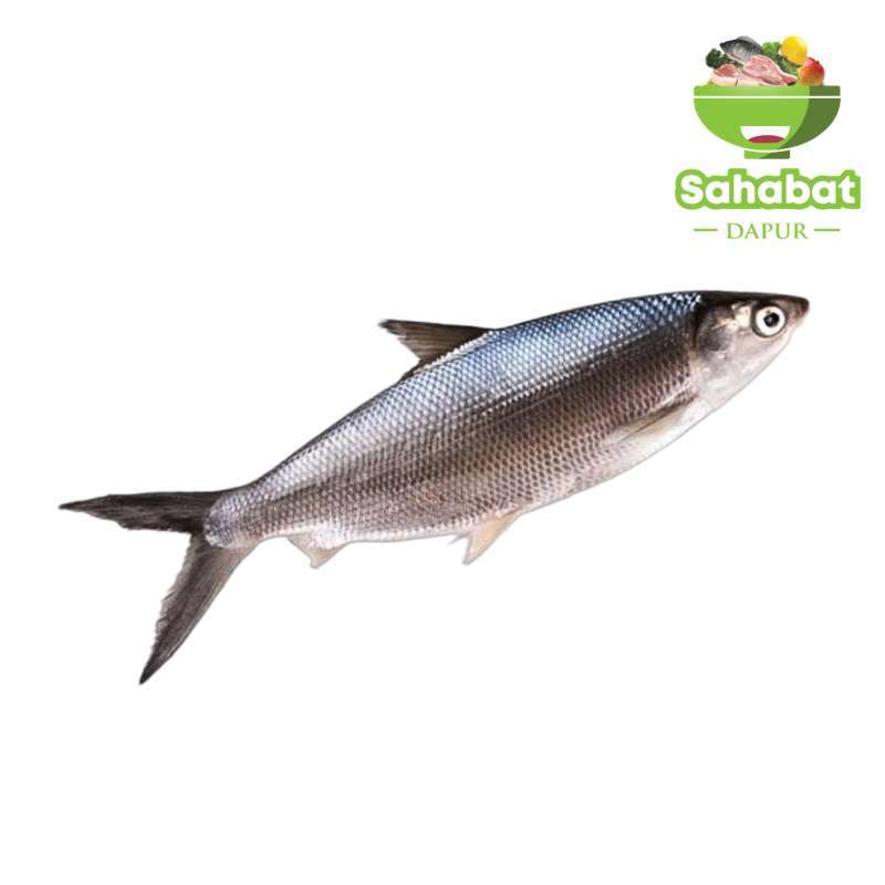 Jual Ikan Bandeng Besar Segar 1 Kg - Sahabatdapur di Seller ...