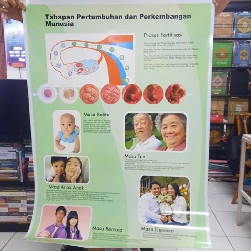 Promo Carta Tahapan Perkembangan Dan Pertumbuhan Manusia Diskon 23 Di Seller Pinglan Store