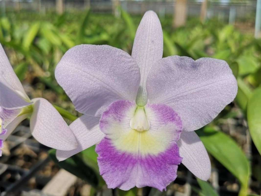 Promo Cattleya Stc Suwan Blue Dewasa Diskon 26% Di Seller Sakiyem Shop ...