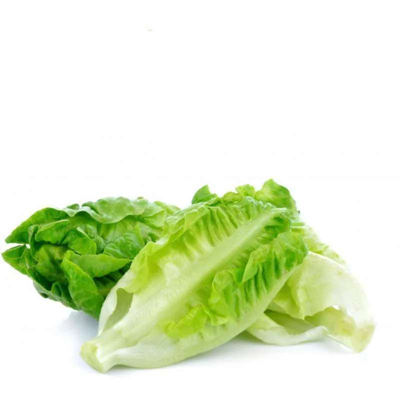 Jual Selada Romaine Lettuce Terdekat 🏷️ Harga Grosir Murah Terupdate ...