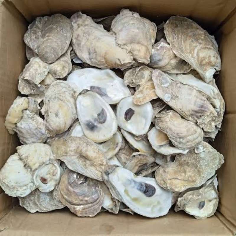 Promo Oister Oyster Kulit Cangkang Kerang 1 Kg - Media Filter Kolam Ikan Aquarium Aquascape ...
