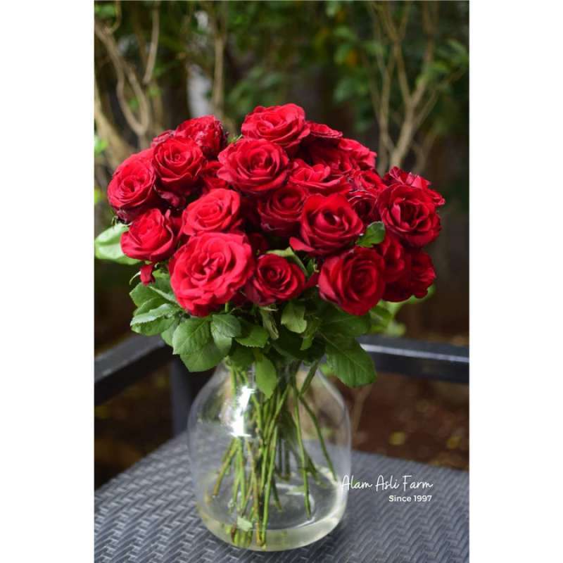 Promo Sexy Red Roses, Bunga Mawar Merah Potong Segar Semi Holland ...