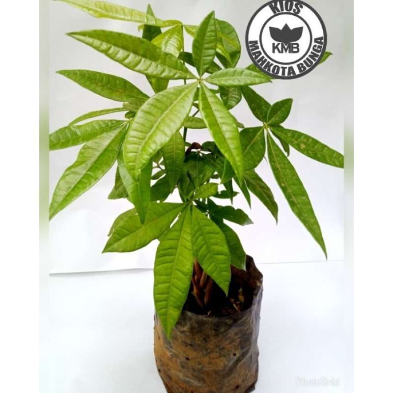Jual Tanaman Hias Pachira Money Tree/pohon Pachira/tanaman Hoki/pohon ...
