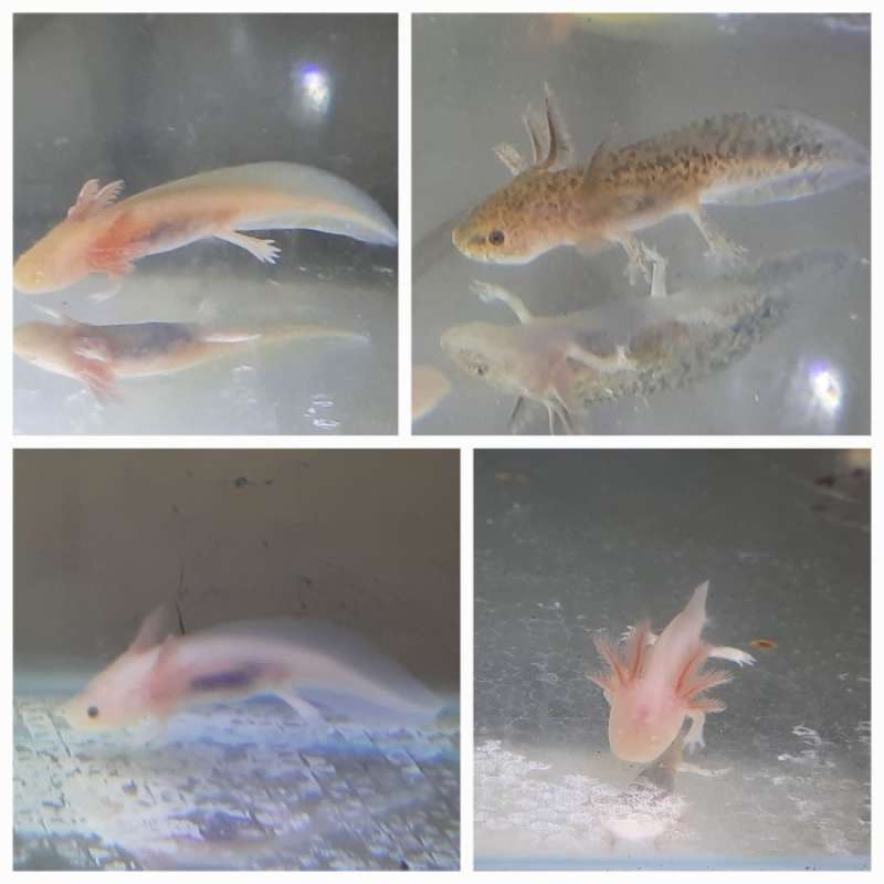 Promo Axolotl Salamander Leucistic,golden,albino,marble Ukuran 6,9,12cm ...