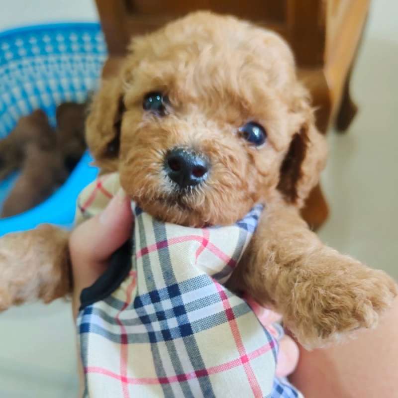 Jual Anjing Anakan Red Toy Poodle (puppy) Di Seller Regstore ...
