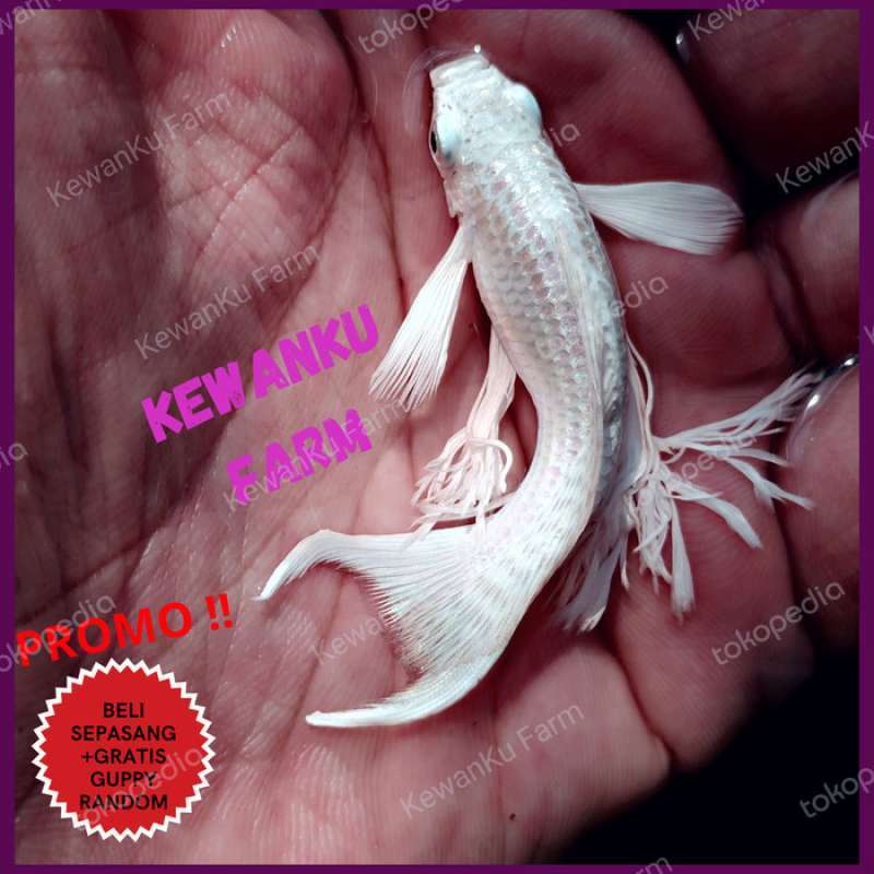 Jual Molly Platinum Lyretail Slayer Dumbo Ear Grade A Sepasang ...