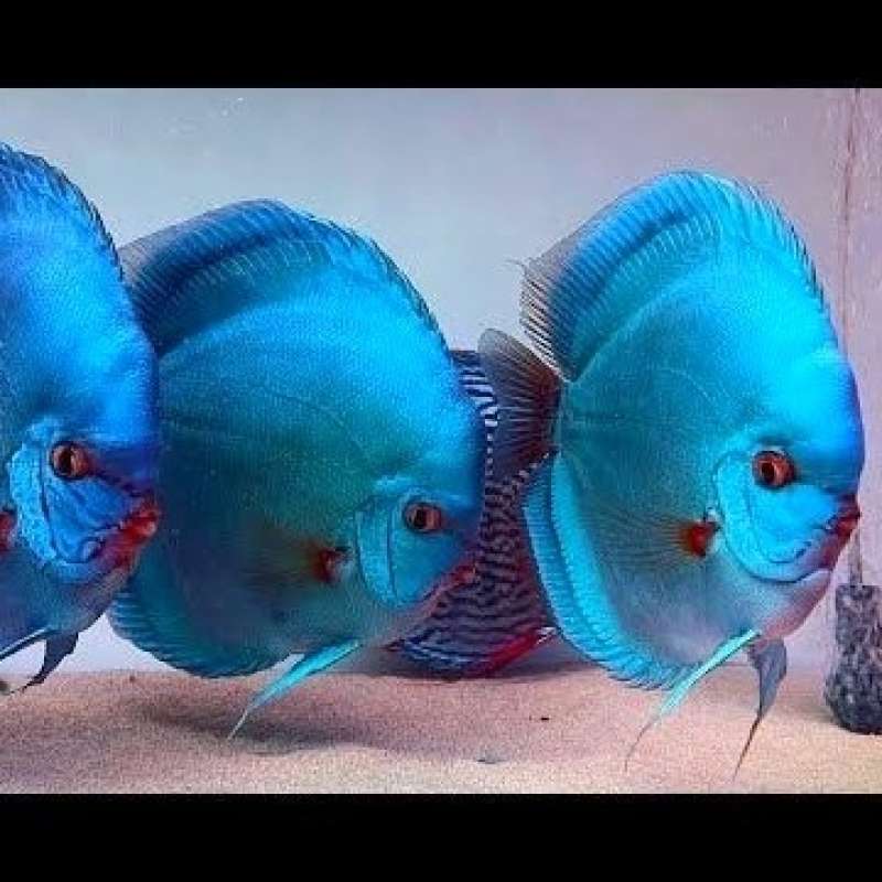 Jual Discus Blue Diamond / Ikan Discus / Discus Biru / Blue Diamond Discus - 3.5inch Di Seller ...