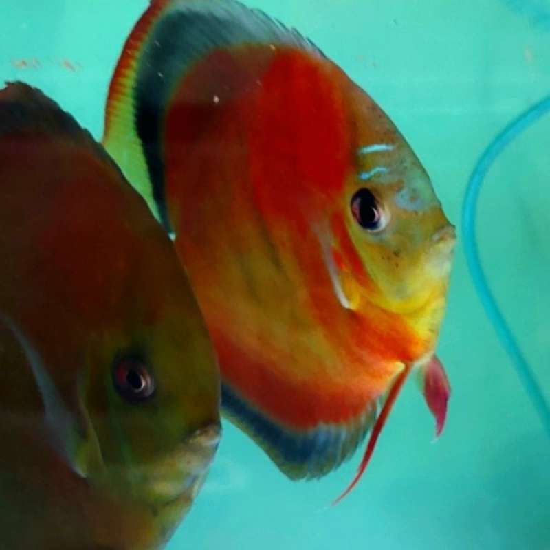 Jual Ikan Discus San Merah / Sun Merah / Blue Rim / Import / F1 ...