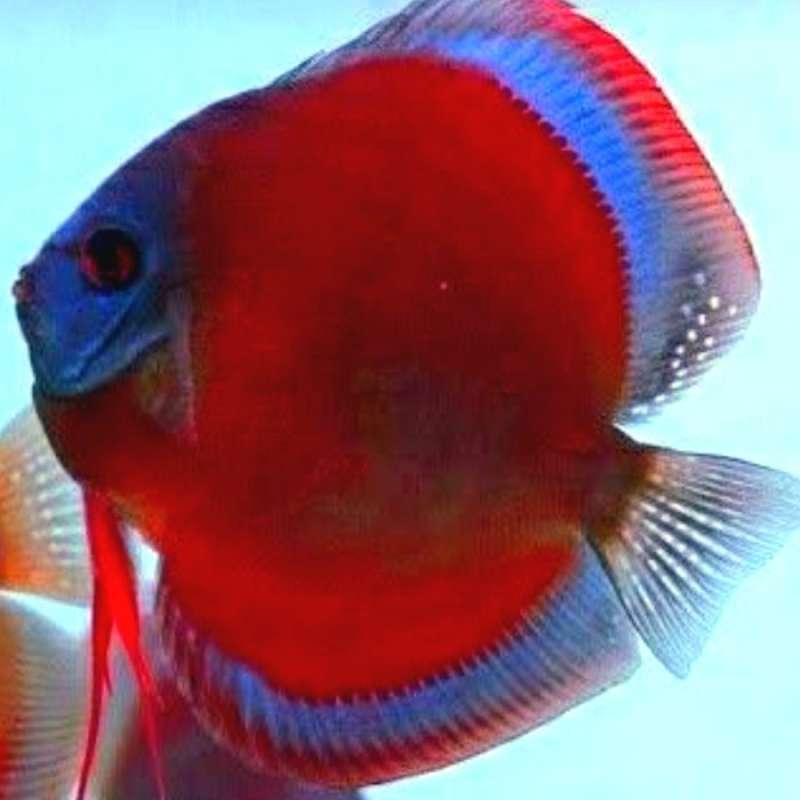 Jual Ikan Discus San Merah / Sun Merah / Blue Rim / Import / F1 ...