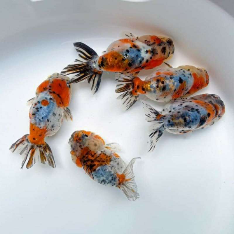 Jual Rancu Calico Bluebase / Ikan Mas Koki Ranchu Calico Di Seller ...