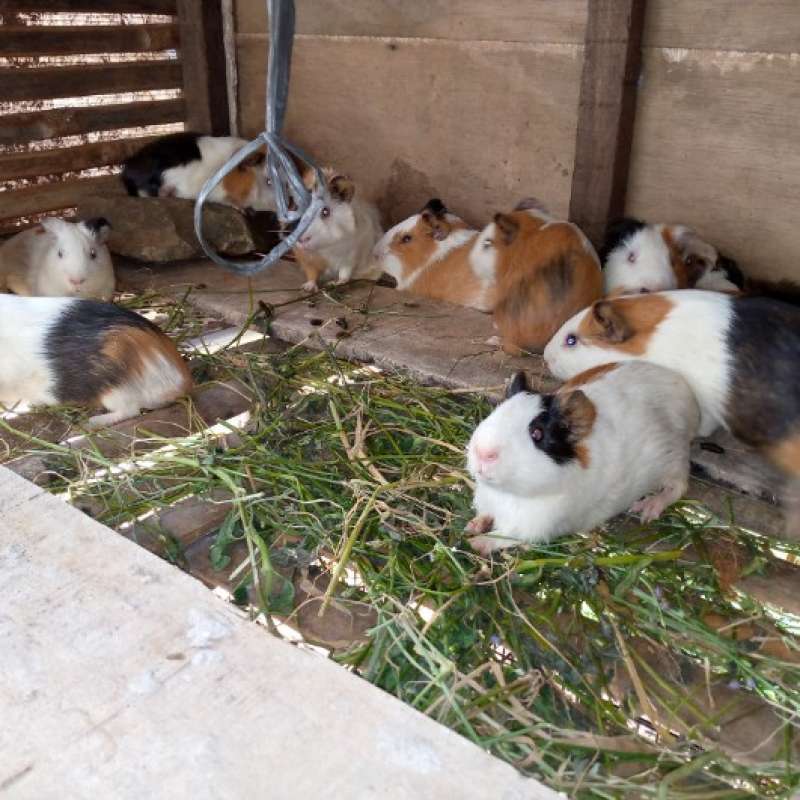 Jual Marmut Remaja Lucu Imut Di Seller Aghanim - Cengkareng Timur, Kota ...