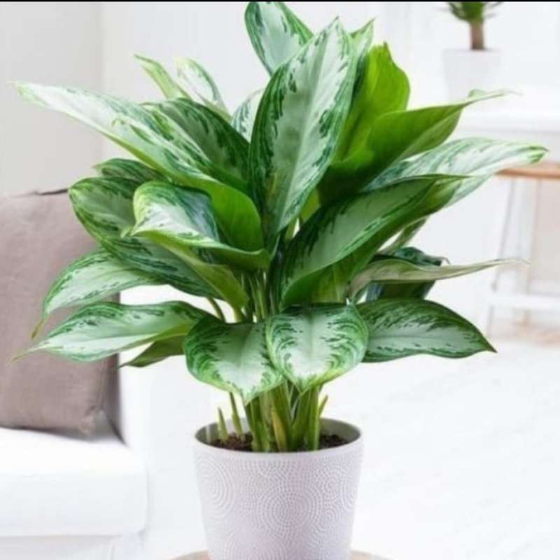 Promo Tanaman Hias Dieffen Bachia / Sri Rejeki / Rimbun Realpick + Pot ...