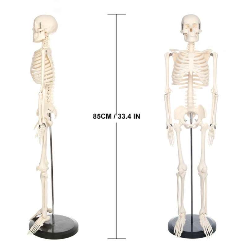 Jual 85cm Big Size Human Skeleton Model For Anatomy Mini Human Skeleton Di Seller Circlet ...