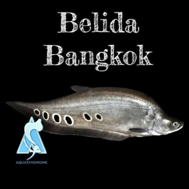 Jual Ikan Belida Bangkok / Clown Knife Fish Ikan Hias Air Tawar ...
