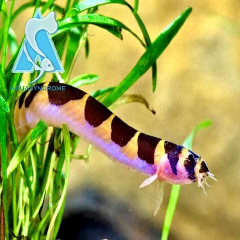 Jual Ikan Kuhli Loach Alga Eater Tank Mates / Ikan Hias Air Tawar ...