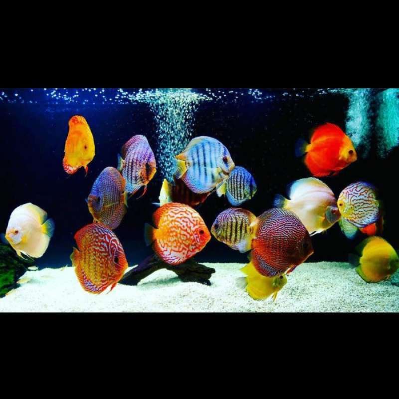 Promo Ikan Discus 2'inch Paket 5 Ekor (Mix Beda Jenis) Diskon 33% di ...