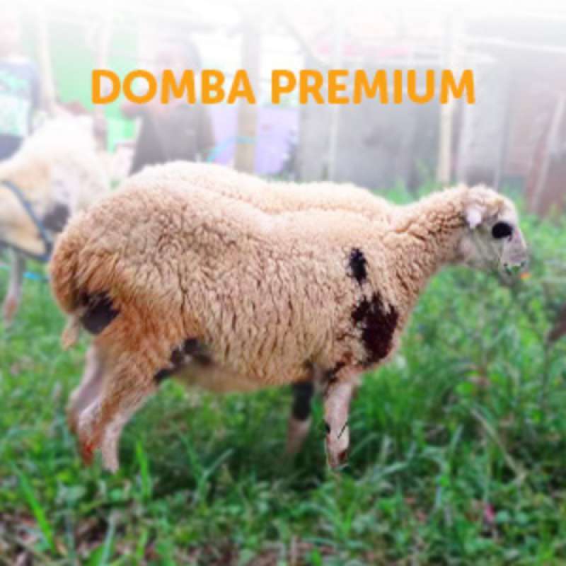 Jual Kurban Domba Premium - Kurban Bahagiakan Tetangga Qurban Murah ...