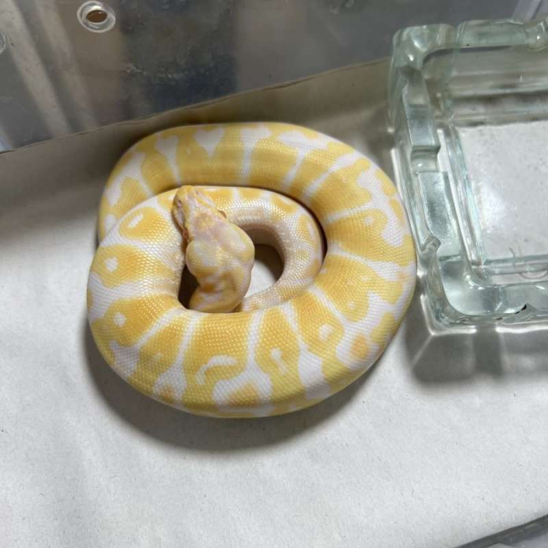 Jual ball python albino / ball phyton albino + ball python albino di ...