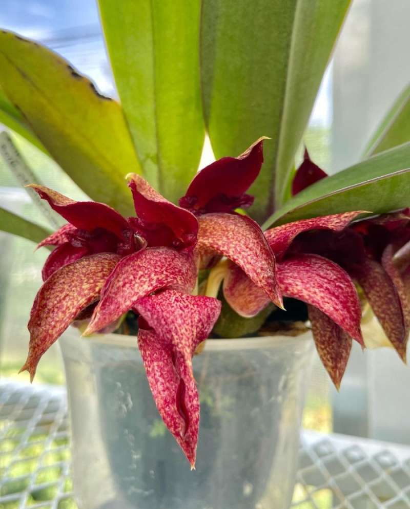 Promo Bulbophyllum Pride of Papua ( Bulbo. cruentum × Bulbo ...