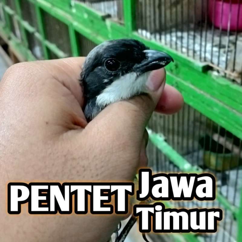 Jual Burung Pentet Jawa Timur Atau Cendet Jatim Jantan Rawatan Di ...
