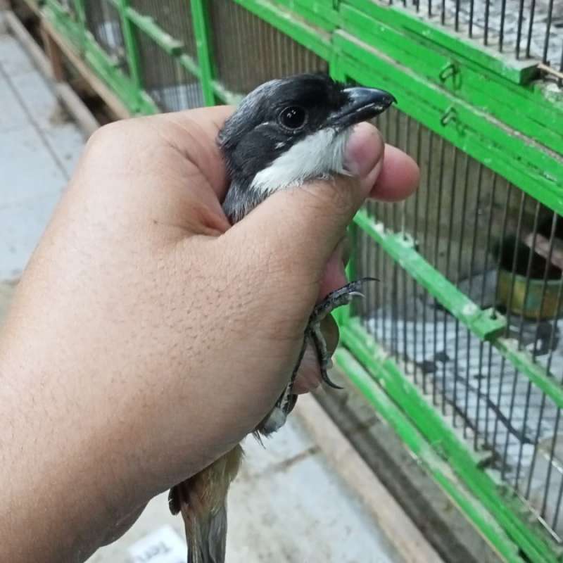 Jual Burung Pentet Jawa Timur Atau Cendet Jatim Jantan Rawatan Di ...