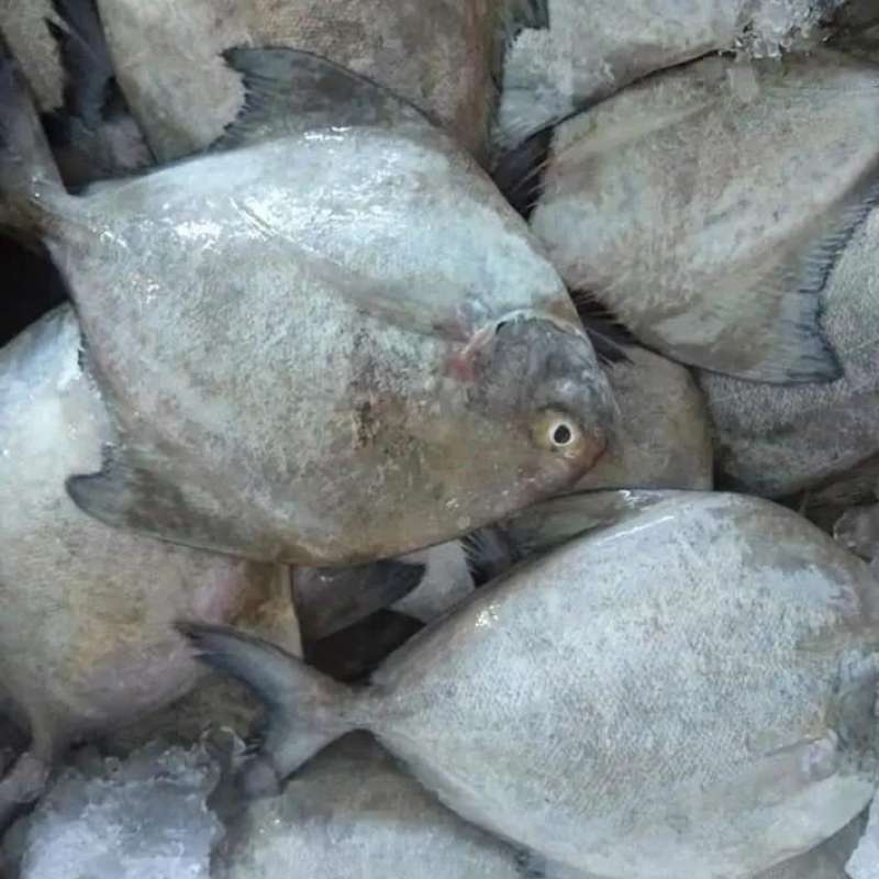 Jual Ikan Bawal Laut Atau Bawal Putih Fresh Segar Di Seller Doyan ...