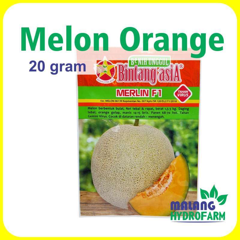 Jual Benih Melon Orange Merlin F1 20 Gram Bintang Asia Dataran Rendah ...