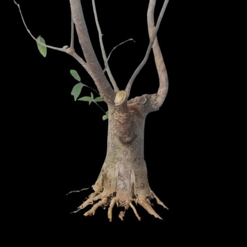 Jual Bahan Bonsai Anting Putri Program Akar Keliling Dan Belah Batang ... Jual Bahan Bonsai Anting Putri Program Akar Keliling Dan Belah Batang ...