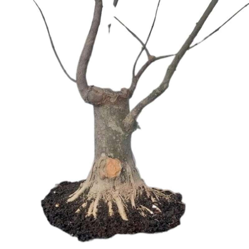 Jual Bahan Bonsai Anting Putri Program Akar Keliling Dan Belah Batang ... Jual Bahan Bonsai Anting Putri Program Akar Keliling Dan Belah Batang ...