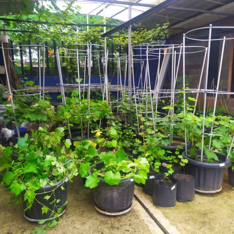 Jual Tiang Rambatan Tanaman Anggur Tabulampot Alumunium 150Cm di Seller ...