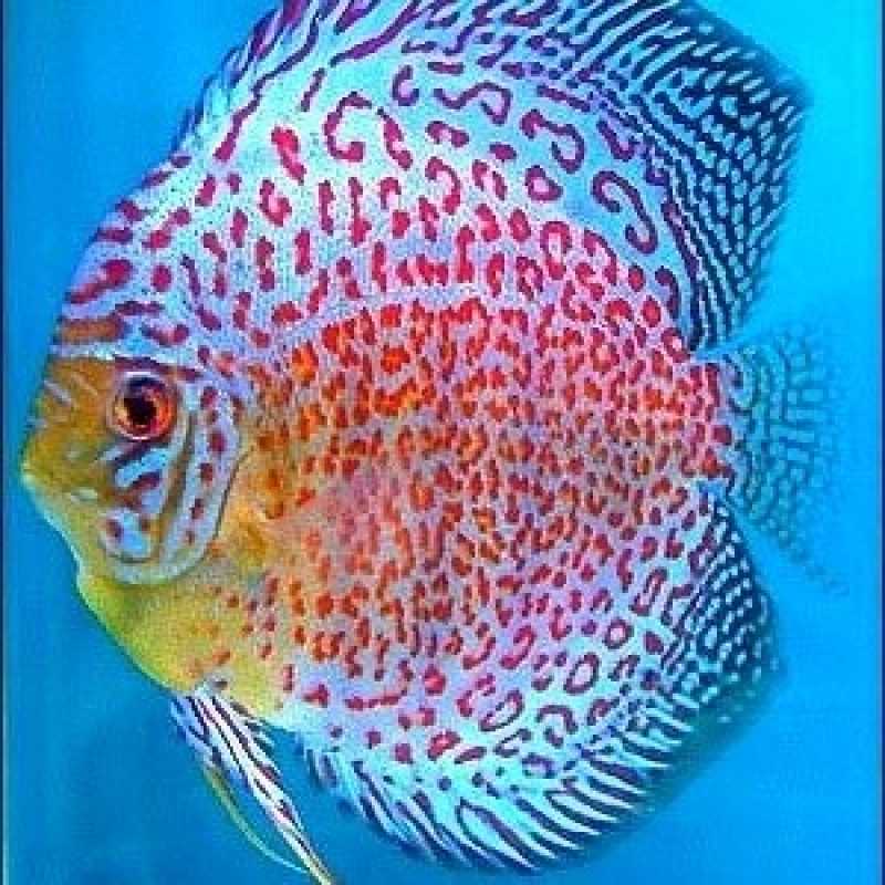 Ring Leopard Discus