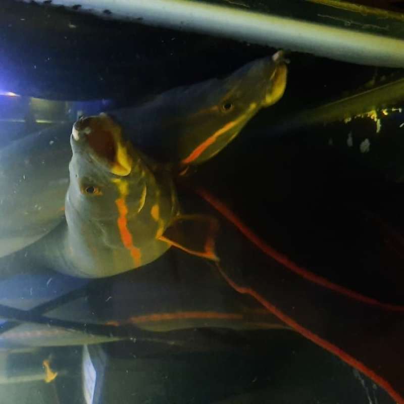 Promo Hiasan Aquarium Ikan Sili Api Size Fire Eel Tankmat Jumbo High ...