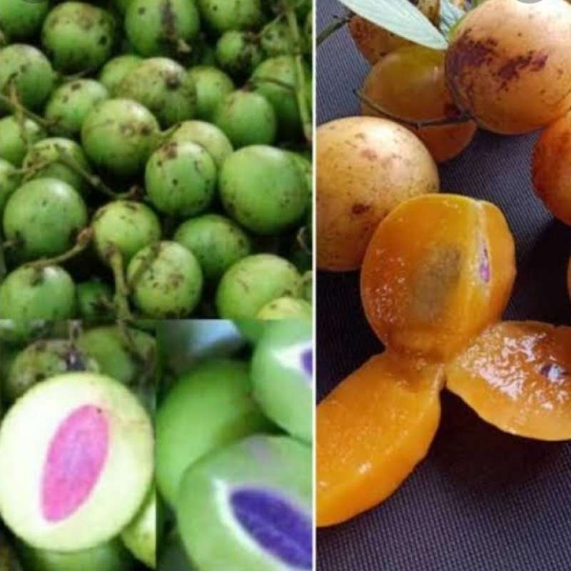 Pohon Gandaria