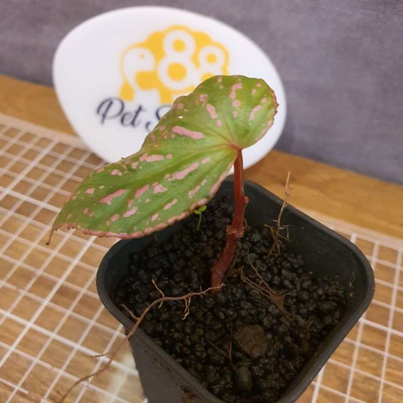 Promo Begonia Batang Merah Rare Tanaman Hutan Lembab Utk Vivarium ...