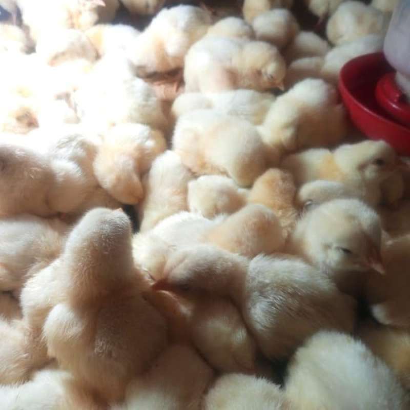 Promo Ayam Broiler / Doc ayam broiler /Anak ayam broiler Diskon 23% di ...