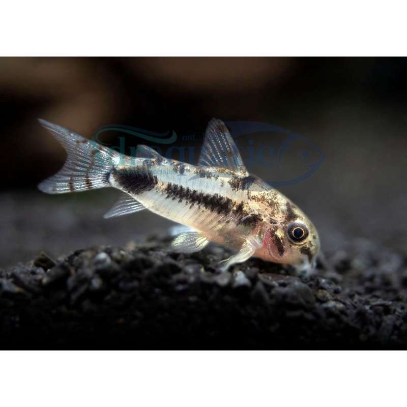 Promo (Bandung) Ikan Hias Corydoras Pygmy Pygmaeus Cory Catfish Air ...