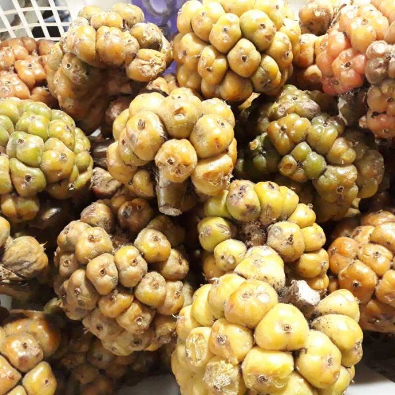 Promo Asam Cikala Cekala / Sikala Medan -1KG Diskon 33% di Seller ...