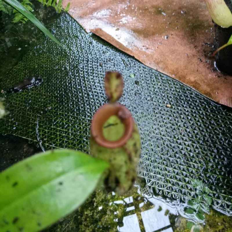 Promo nepenthes ampullaria/ kantong semar/tanaman hias/tanaman ... Promo nepenthes ampullaria/ kantong semar/tanaman hias/tanaman ...