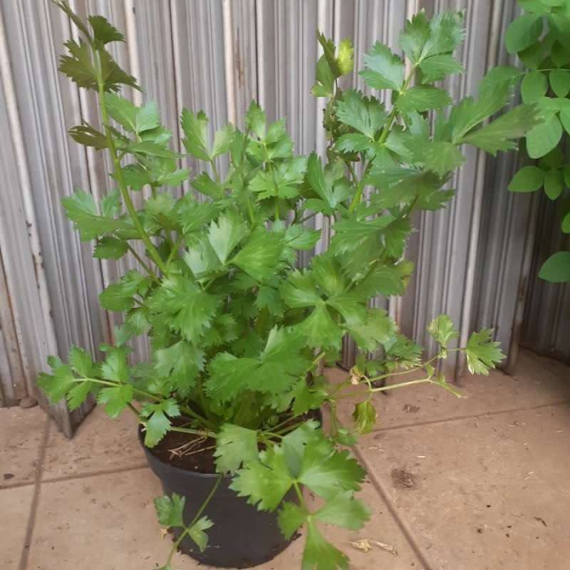 Promo Tanaman Seledri dalam pot - seledri lebat super rimbun dalam pot ...