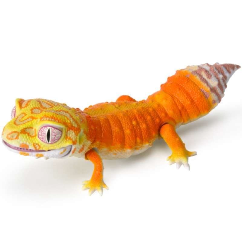 Promo IKIMONO REPTI LEOPARD GECKO GASHAPON GACHA BANDAI DANGO MUSHI ...