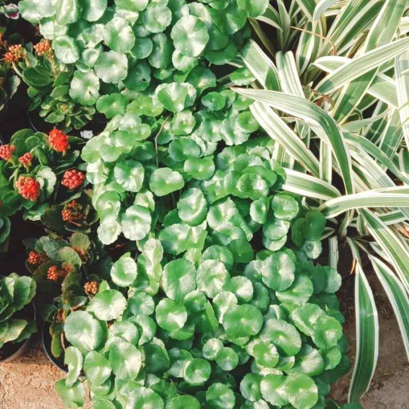 Promo bibit/tanaman hias/pohon/daun pegagan/ antanan/Semanggi gunung ...