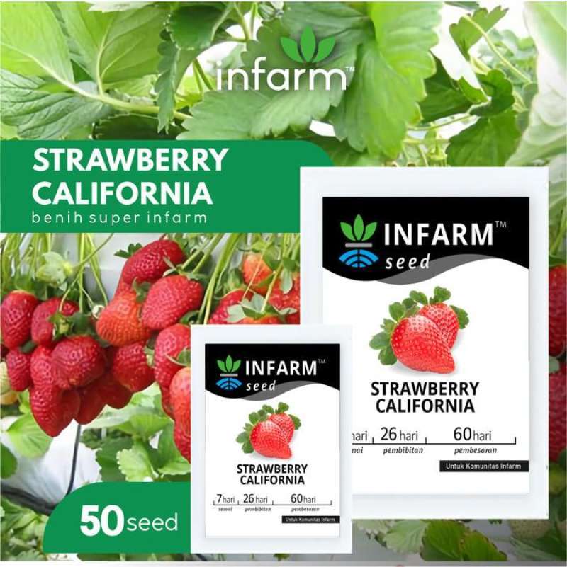 Jual Infarm - Benih Bibit Biji Super Buah Strawberry California Besar ...