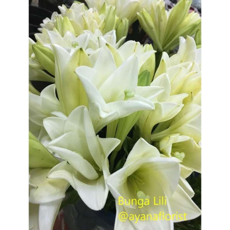 Promo Bunga Lili Putih White Lily Fresh Segar Asli Cocok Untuk Acara ...